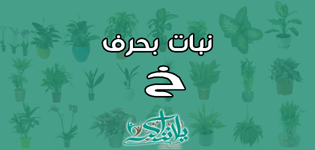 اسم نبات بحرف الخاء خ يلا نذاكر